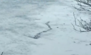 Iceland's Loch Ness | Worm Monster | Real Or Hoax?