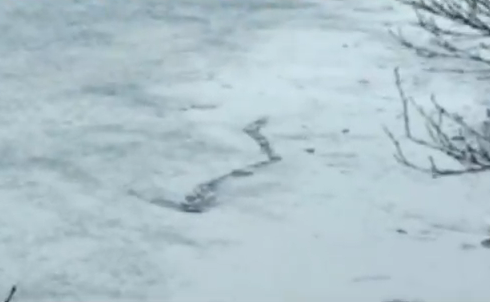 Iceland's Loch Ness | Worm Monster | Real Or Hoax?