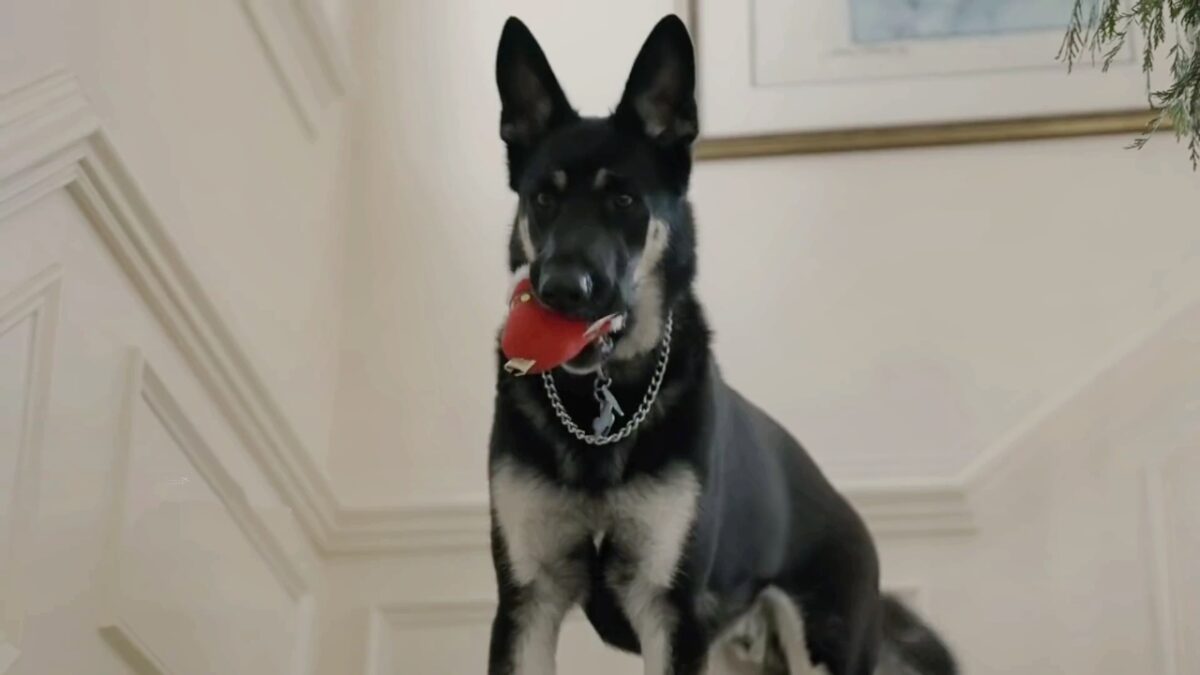 First German Shepherd Major Biden to Have InDOGuration